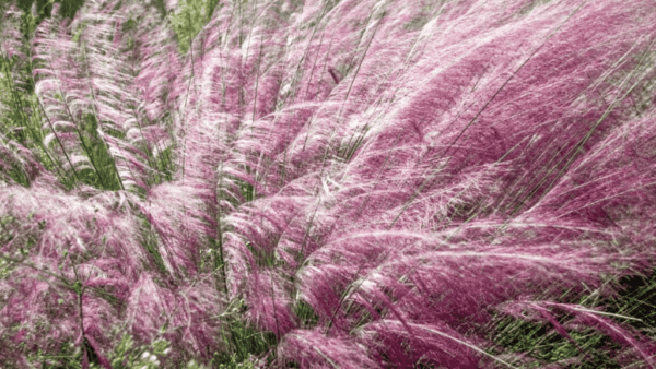 Prairie Grasses and flowers: A Guide to Native Varieties