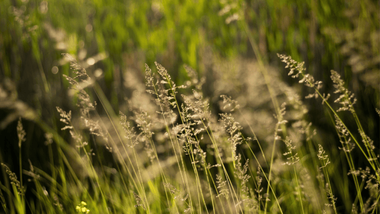 Prairie Grasses and flowers: A Guide to Native Varieties