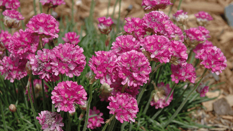Armeria Maritima Care Guide - Coastal Plant Tips
