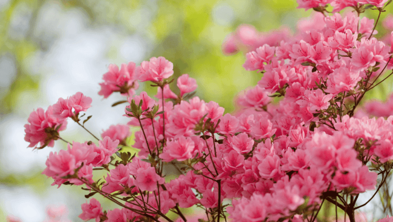 Azalea Bush Care Tips for Vibrant Gardens