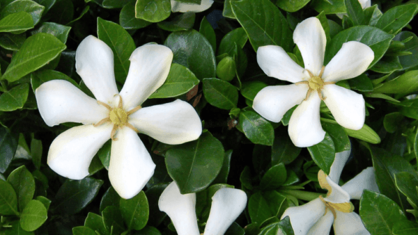Growing Indoor Gardenias: A Complete Guide to Success