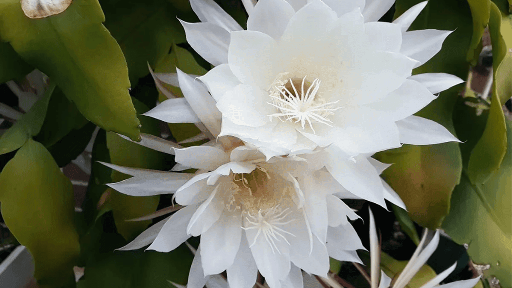Unveiling the Kadupul Flower: A Captivating Natural Wonder