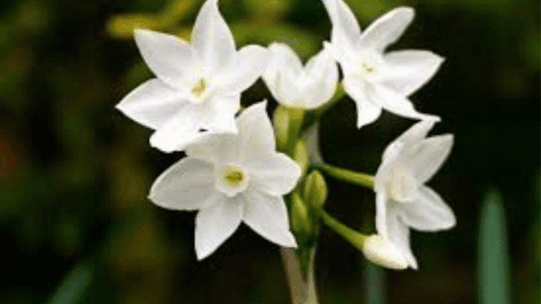 Beautiful White Flower House Plants for Your Home
